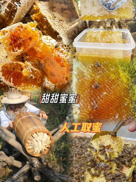 蜂巢蜜的功效与作用_蜂巢蜜怎么吃最好-第3张图片-山城妙识 蜂巢蜜的功效与作用_蜂巢蜜怎么吃最好-第3张图片-山城妙识