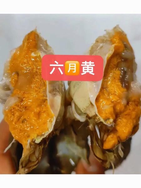 六月黄大闸蟹几月满黄_六月黄什么时候最肥-第2张图片-山城妙识