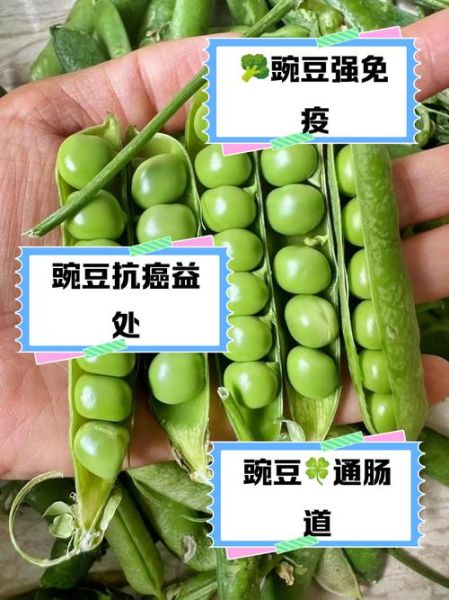 碗豆子有什么营养_碗豆子热量高吗-第1张图片-山城妙识