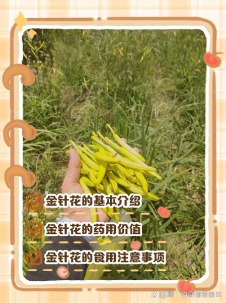 金针花和黄花菜一样吗_金针花与黄花菜区别-第1张图片-山城妙识