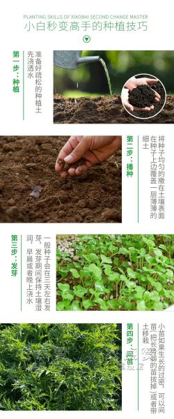 雪里蕻什么时候种最好_雪里蕻最佳播种时间-第1张图片-山城妙识