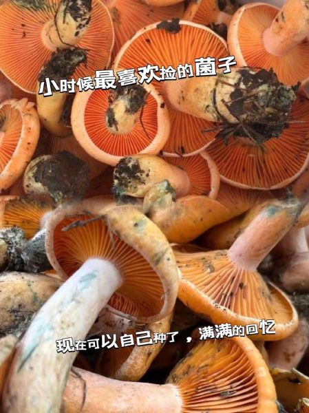 松树菇图片大全_如何分辨野生松树菇-第1张图片-山城妙识