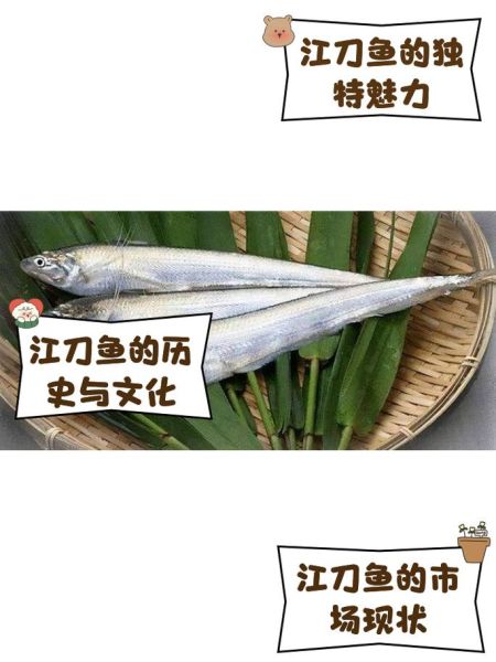长江刀鱼养殖技术_长江刀鱼多少钱一斤-第2张图片-山城妙识