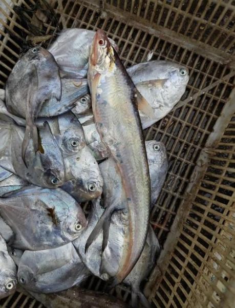 长江刀鱼养殖技术_长江刀鱼多少钱一斤-第1张图片-山城妙识