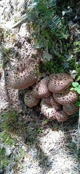 野生马蹄长什么样_野生马蹄能吃吗-第2张图片-山城妙识