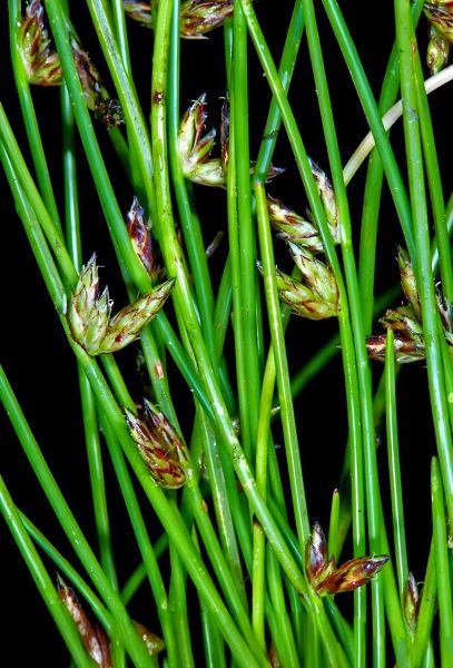 野生马蹄长什么样_野生马蹄能吃吗-第3张图片-山城妙识