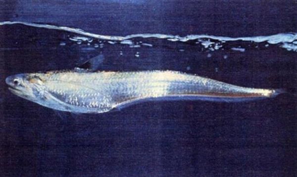 长江刀鱼养殖技术_长江刀鱼多少钱一斤-第3张图片-山城妙识