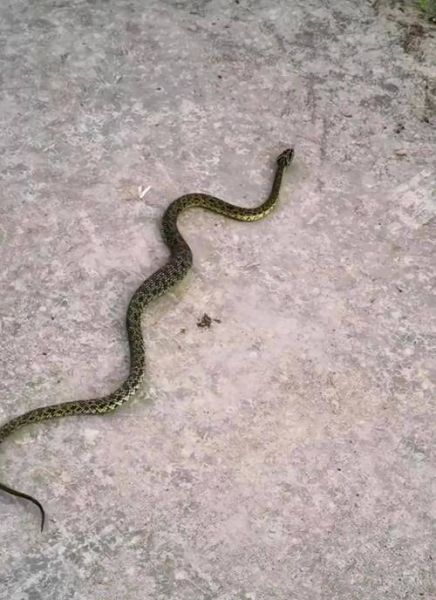 菜花蛇有毒吗_菜花蛇能长多大-第1张图片-山城妙识 菜花蛇有毒吗_菜花蛇能长多大-第1张图片-山城妙识