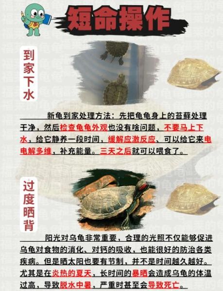 为什么不能养三只乌龟_三只乌龟风水禁忌-第2张图片-山城妙识 为什么不能养三只乌龟_三只乌龟风水禁忌-第2张图片-山城妙识