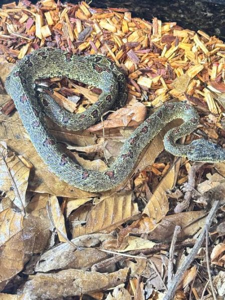 菜花蛇有毒吗_菜花蛇能长多大-第3张图片-山城妙识 菜花蛇有毒吗_菜花蛇能长多大-第3张图片-山城妙识