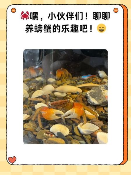 螃蟹怎么养几天不死_螃蟹买回来能活多久-第1张图片-山城妙识 螃蟹怎么养几天不死_螃蟹买回来能活多久-第1张图片-山城妙识