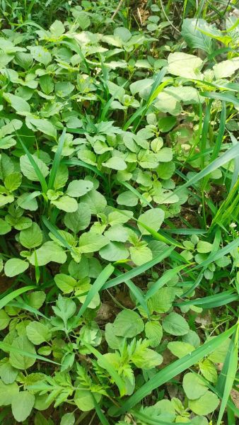 野菜大全_可食用野菜有哪些-第1张图片-山城妙识