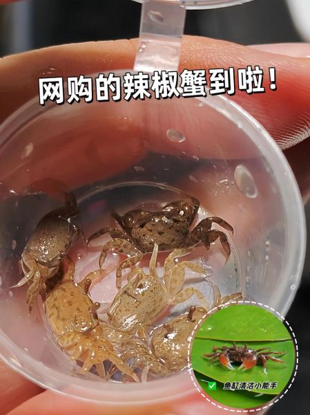 螃蟹怎么养几天不死_螃蟹买回来能活多久-第2张图片-山城妙识 螃蟹怎么养几天不死_螃蟹买回来能活多久-第2张图片-山城妙识