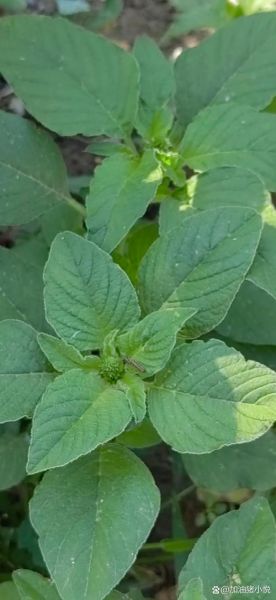 野菜大全_可食用野菜有哪些-第3张图片-山城妙识