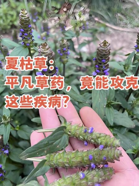 夏枯草图片与作用_夏枯草功效与禁忌-第2张图片-山城妙识