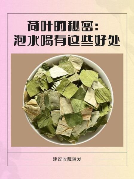 荷叶可以减肥吗_荷叶有什么功效-第1张图片-山城妙识 荷叶可以减肥吗_荷叶有什么功效-第1张图片-山城妙识