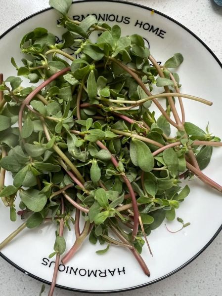 马齿苋菜馍怎么做_马齿苋菜馍的家常做法-第2张图片-山城妙识 马齿苋菜馍怎么做_马齿苋菜馍的家常做法-第2张图片-山城妙识