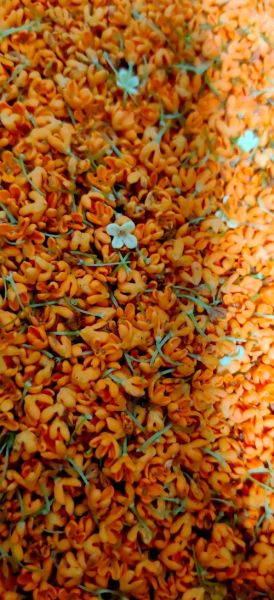 桂花怎么保存_桂花茶制作方法-第3张图片-山城妙识