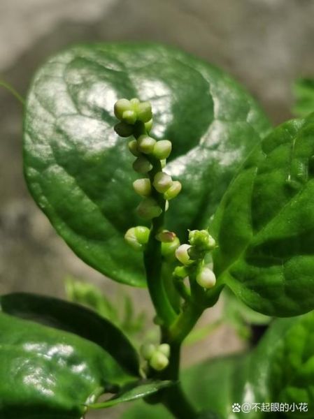 潺菜是什么菜_潺菜怎么吃-第3张图片-山城妙识 潺菜是什么菜_潺菜怎么吃-第3张图片-山城妙识