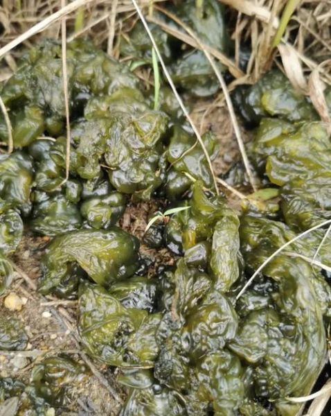 地皮菜怎么长出来的_地皮菜生长环境-第2张图片-山城妙识