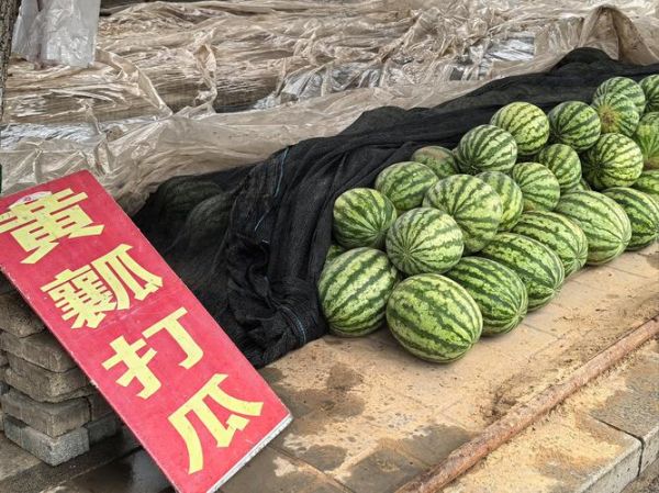 打瓜是什么瓜_打瓜和西瓜的区别-第2张图片-山城妙识