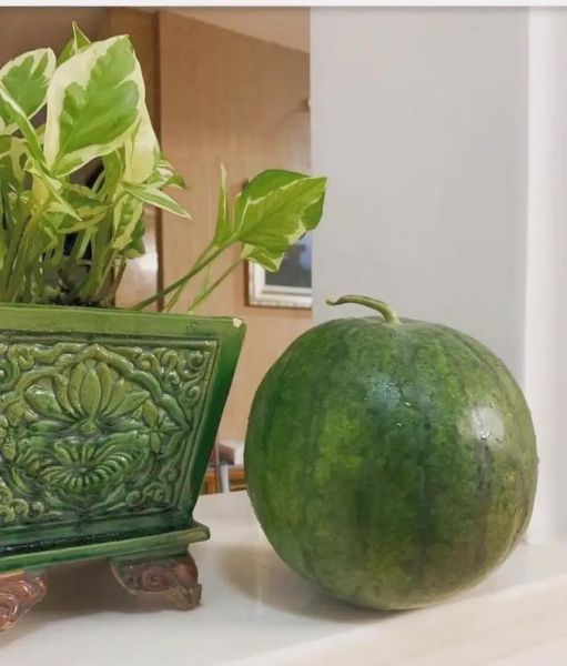 打瓜是什么瓜_打瓜和西瓜的区别-第1张图片-山城妙识