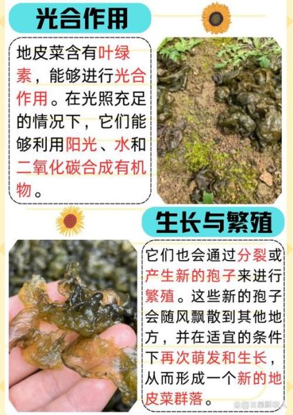 地皮菜怎么长出来的_地皮菜生长环境-第1张图片-山城妙识