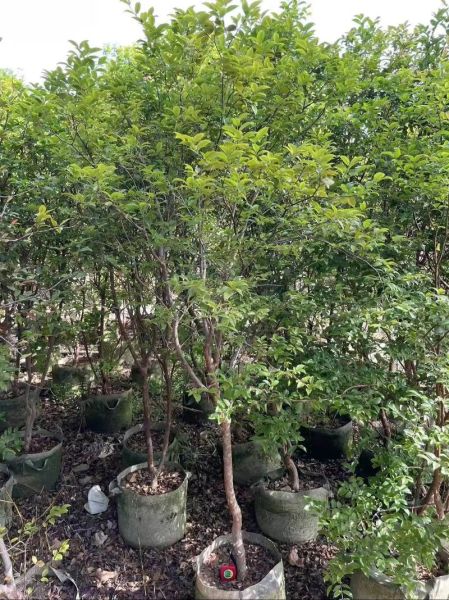 嘉宝果树几年结果_嘉宝果树北方能种吗-第2张图片-山城妙识