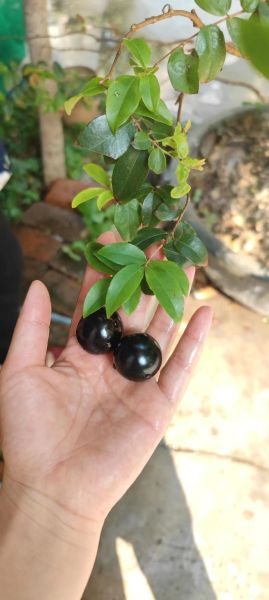 嘉宝果树几年结果_嘉宝果树北方能种吗-第1张图片-山城妙识