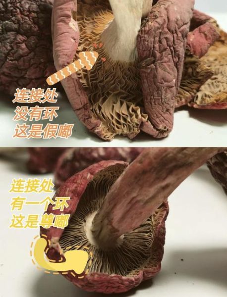 红蘑怎么挑选_红蘑图片鉴别技巧-第1张图片-山城妙识