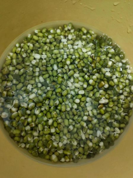 绿豆泡多久可以煮_绿豆泡多久才软烂-第3张图片-山城妙识