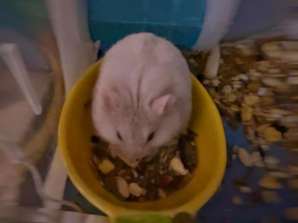 通心粉鼠和仓鼠的区别_哪个更适合新手-第1张图片-山城妙识