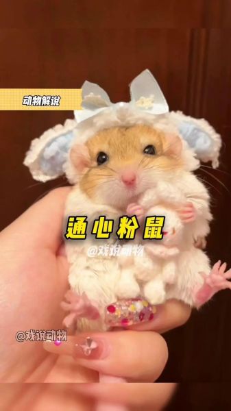 通心粉鼠和仓鼠的区别_哪个更适合新手-第2张图片-山城妙识