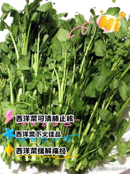 西洋菜蜜是什么_西洋菜蜜的功效与作用-第2张图片-山城妙识 西洋菜蜜是什么_西洋菜蜜的功效与作用-第2张图片-山城妙识