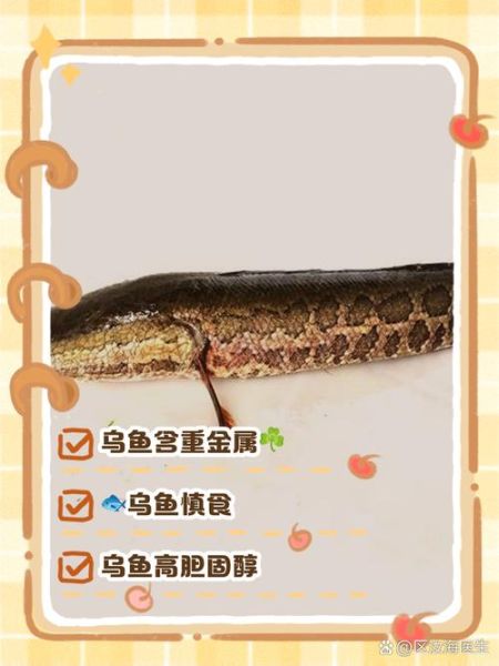 吃乌鱼10大忌_乌鱼不能和什么一起吃-第1张图片-山城妙识