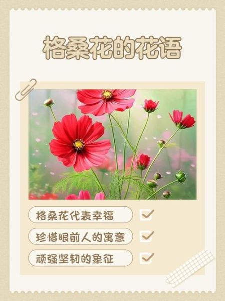 格桑花的花语是什么_格桑花寓意有哪些-第1张图片-山城妙识