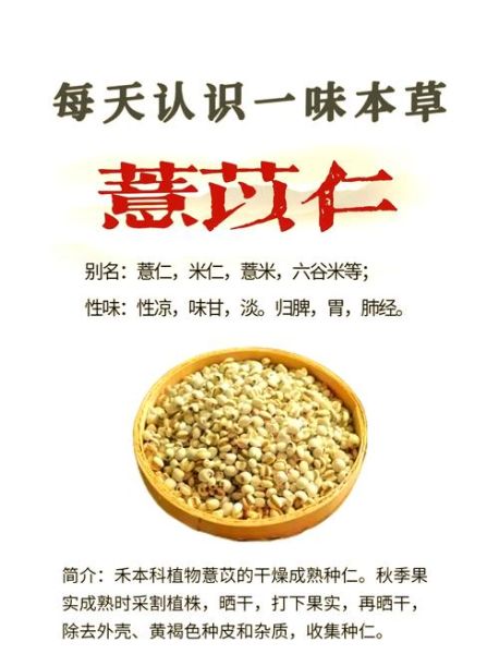 米仁图片_米仁的功效与作用-第1张图片-山城妙识
