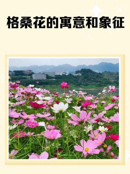 格桑花的花语是什么_格桑花寓意有哪些-第2张图片-山城妙识