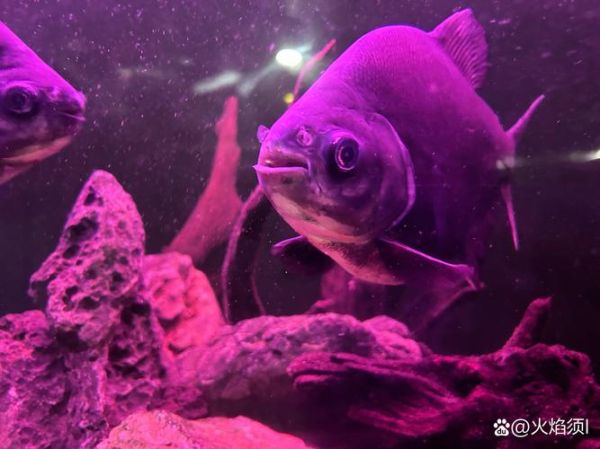 食人鲳图片_食人鲳长什么样-第1张图片-山城妙识