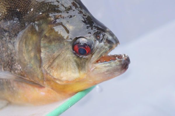 食人鲳图片_食人鲳长什么样-第2张图片-山城妙识