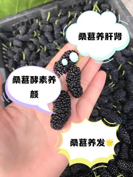 桑葚酵素的功效与作用_桑葚酵素能减肥吗-第1张图片-山城妙识 桑葚酵素的功效与作用_桑葚酵素能减肥吗-第1张图片-山城妙识