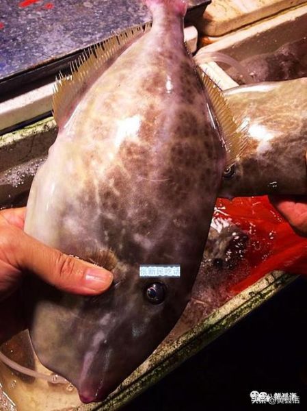 耗儿鱼是海鱼还是淡水鱼_耗儿鱼生长环境揭秘-第1张图片-山城妙识 耗儿鱼是海鱼还是淡水鱼_耗儿鱼生长环境揭秘-第1张图片-山城妙识