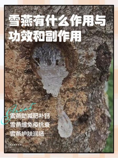 雪燕的功效与禁忌_雪燕怎么吃效果最好-第1张图片-山城妙识