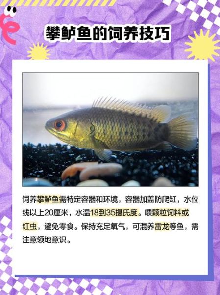 攀鲈鱼的营养价值_攀鲈鱼的功效与作用-第2张图片-山城妙识 攀鲈鱼的营养价值_攀鲈鱼的功效与作用-第2张图片-山城妙识