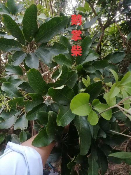 鹅掌柴和鸭脚木的区别_哪个是鸭脚木-第2张图片-山城妙识