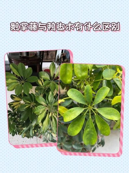 鹅掌柴和鸭脚木的区别_哪个是鸭脚木-第3张图片-山城妙识