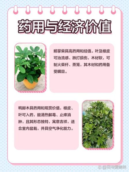 鹅掌柴和鸭脚木的区别_哪个是鸭脚木-第1张图片-山城妙识