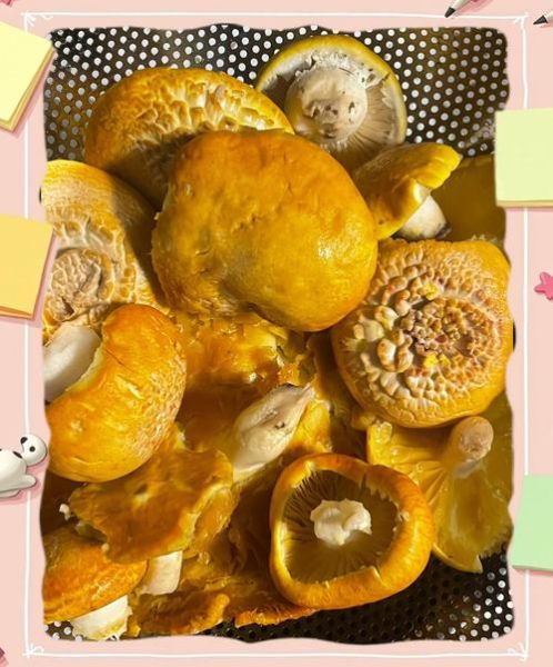 黄蘑菇怎么做好吃_黄蘑菇的家常做法大全-第1张图片-山城妙识