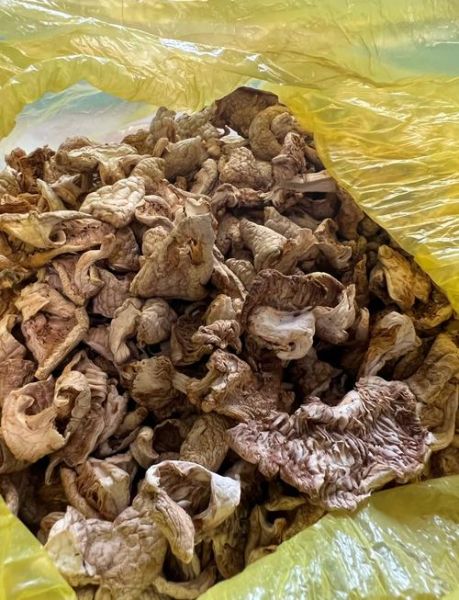 黄蘑菇怎么做好吃_黄蘑菇的家常做法大全-第3张图片-山城妙识