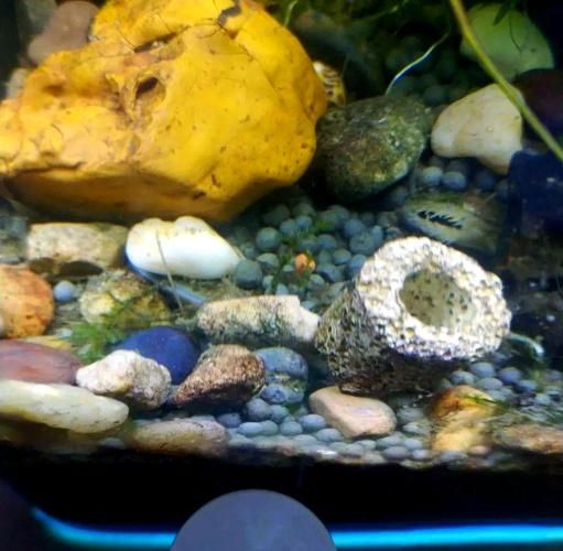 鱼缸养河蚌的危害_河蚌对水质的影响-第2张图片-山城妙识